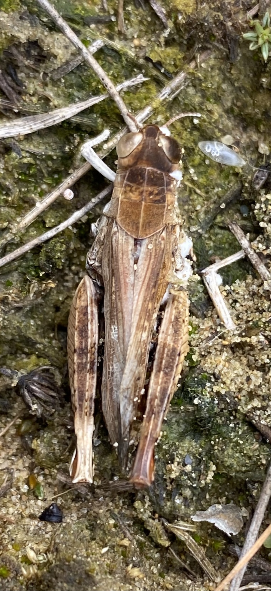 Calliptamus italicus (Linnaeus, 1758)