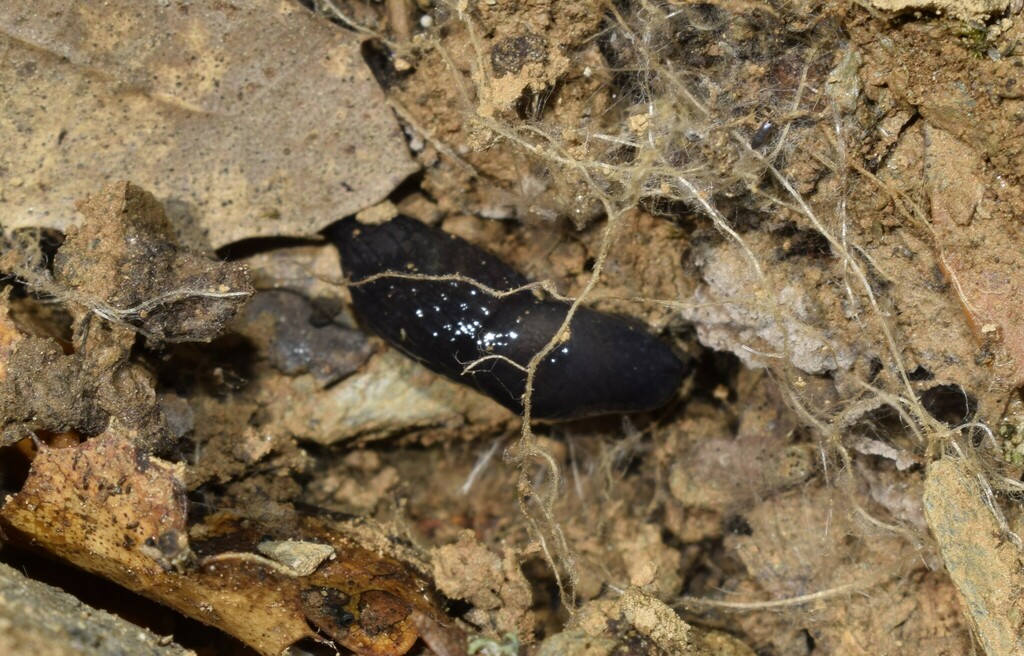 Deroceras samium from North Aegean Region, Greece on April 22, 2023 at ...