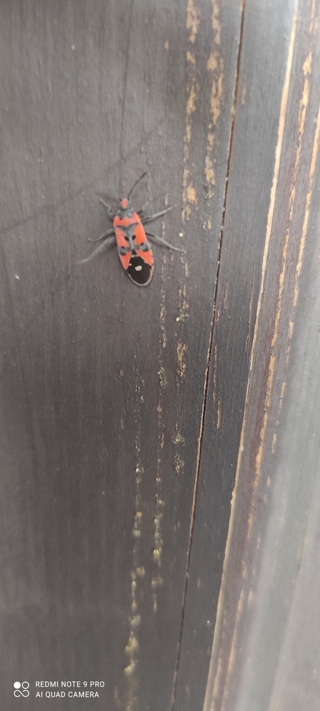 Black-and-Red Bug from Тобольск, Тюменская обл., Россия, 626152 on ...