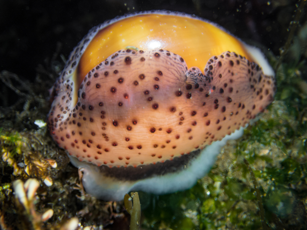 Chestnut Cowry in April 2023 by christrent · iNaturalist