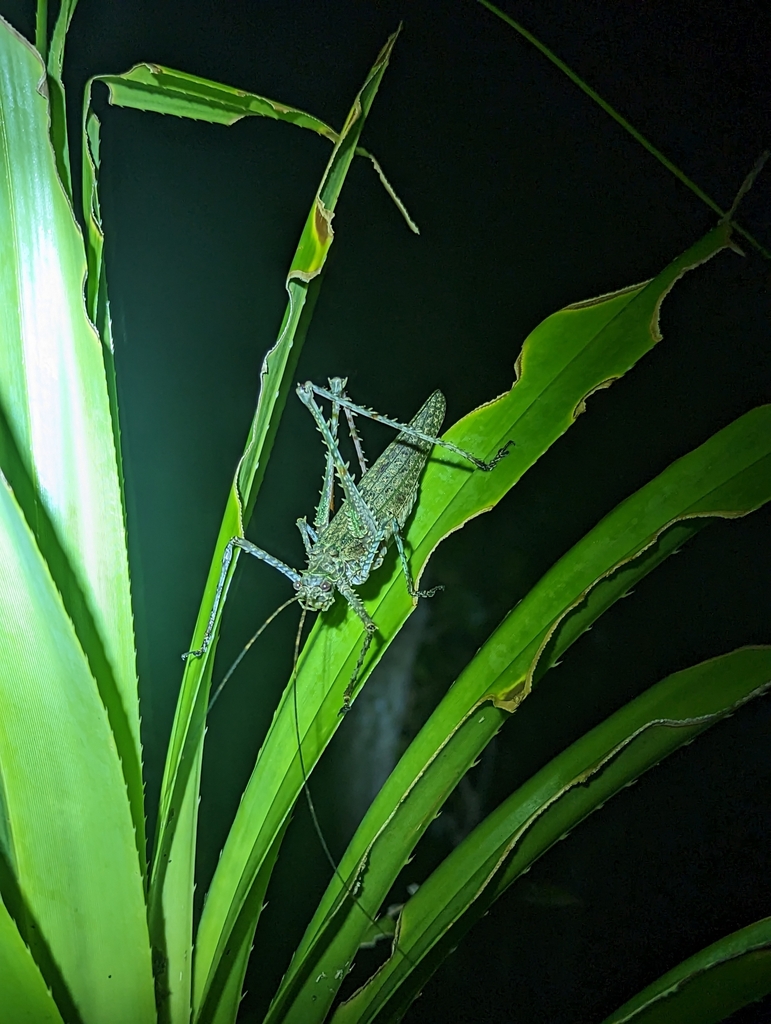 Spiny Rainforest Katydid from Cape Tribulation QLD 4873, Australia on ...