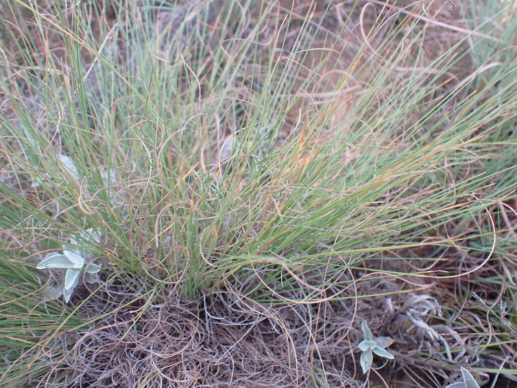 Wire Grass from Gert Sibande District Municipality, South Africa on ...