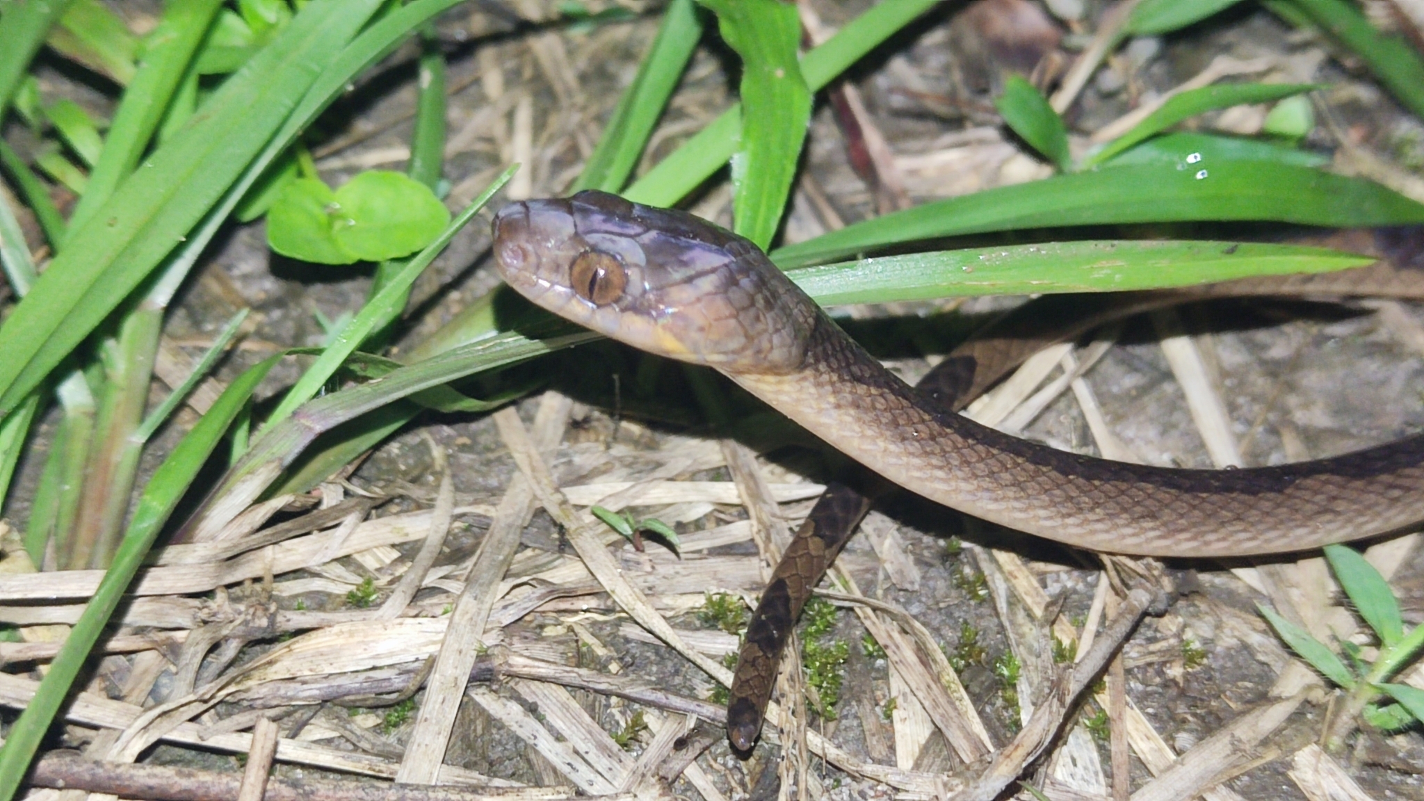 Leptodeira annulata (Linnaeus, 1758)