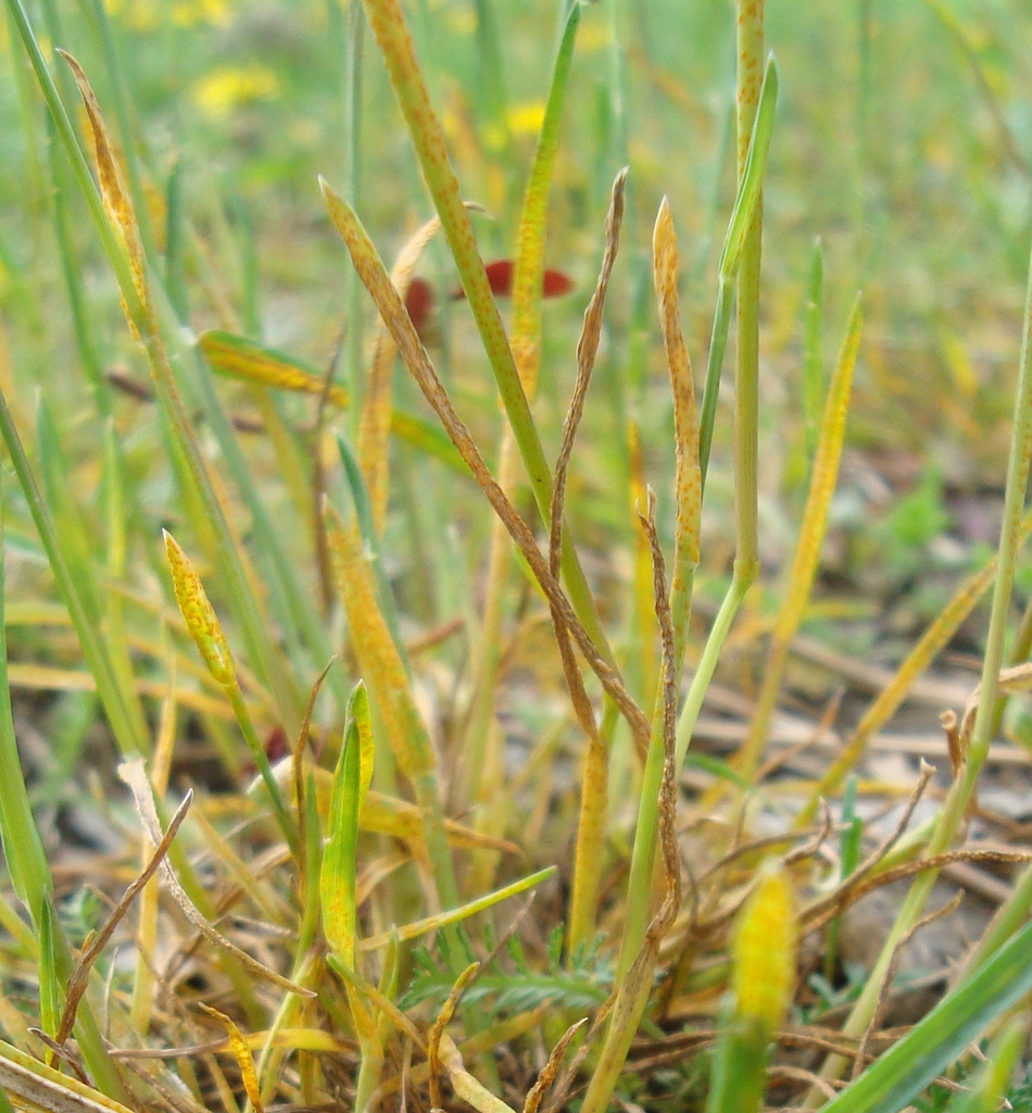 Pucciniaceae from Landstraße, Vienna, Austria on April 26, 2023 at 12: ...