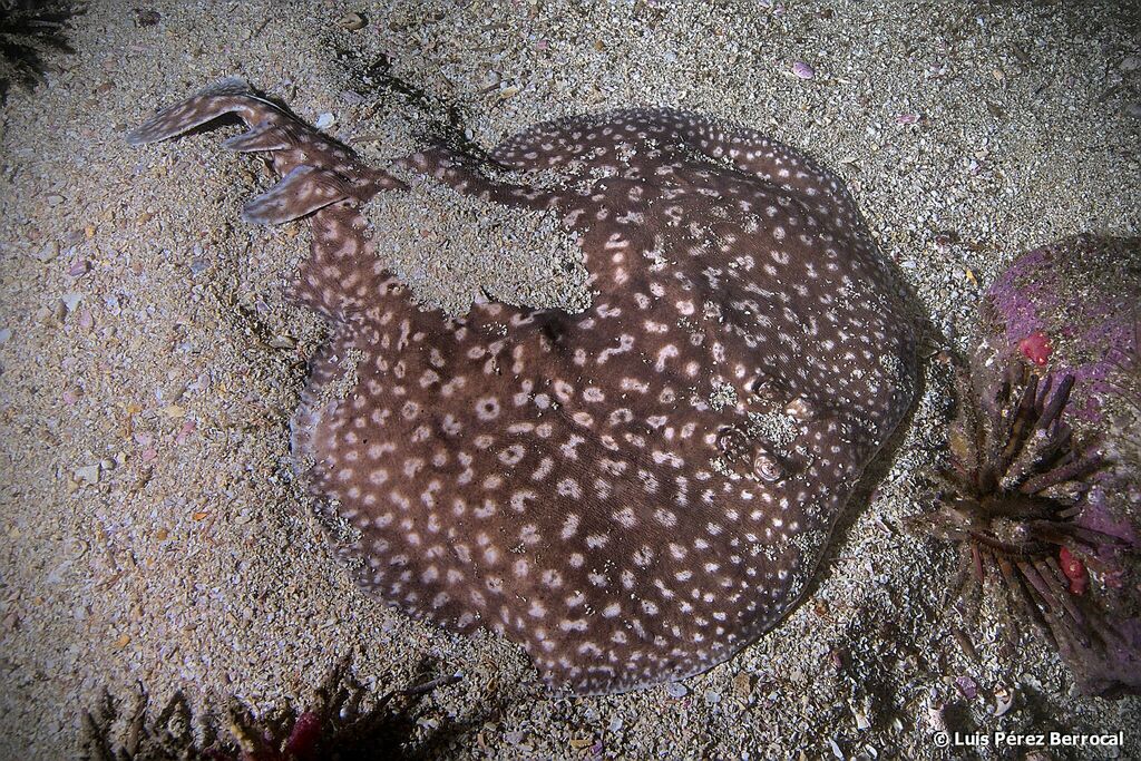 (Torpedo) - Marine Life Identification