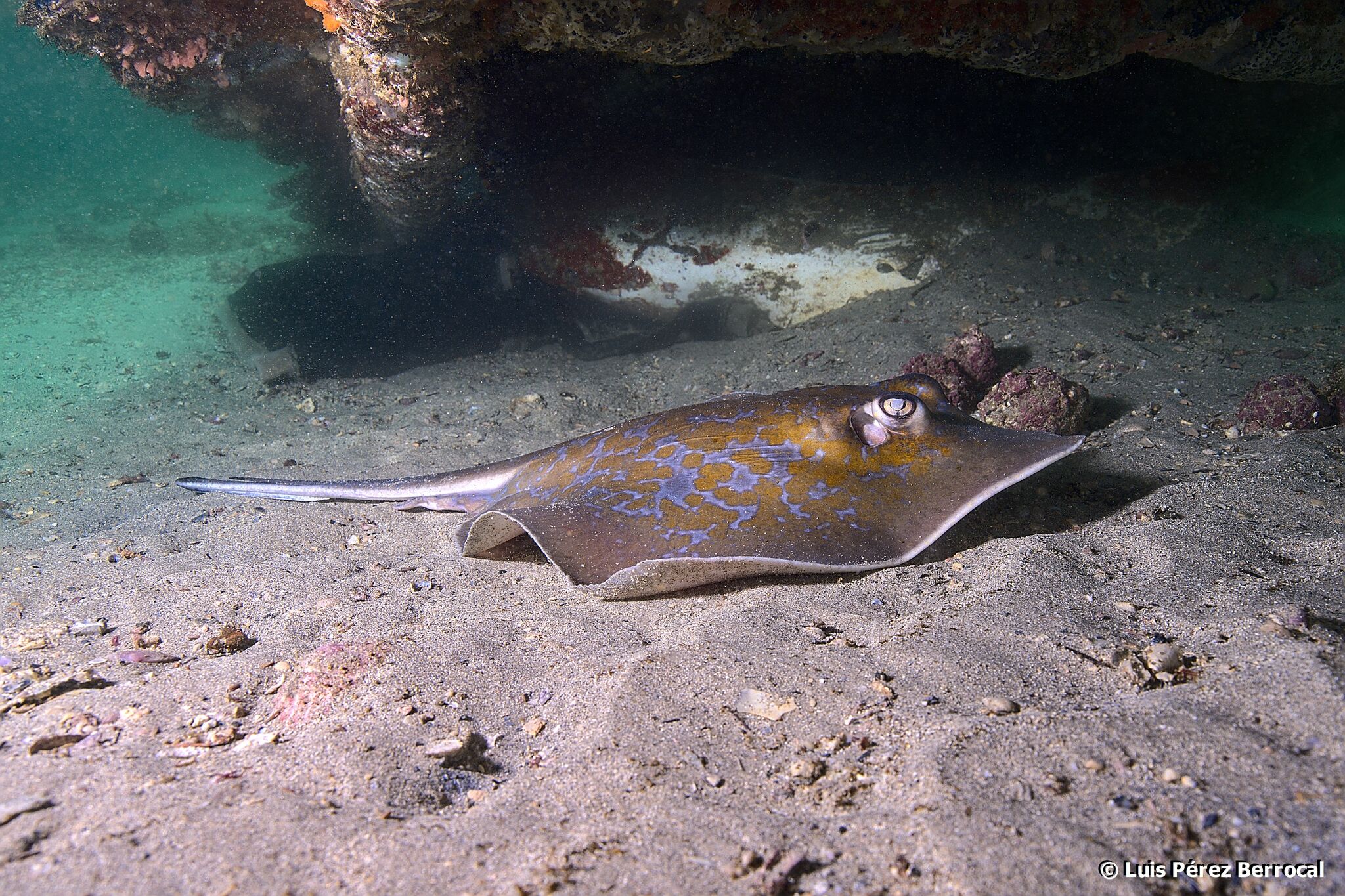 Dasyatis marmorata (Steindachner, 1892)