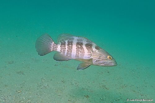 White Grouper (Epinephelus aeneus) · iNaturalist United Kingdom