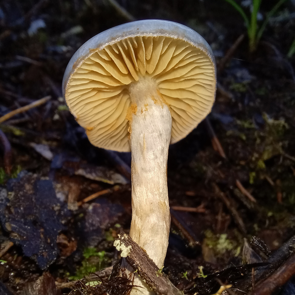elegant blue webcap from Blue Mountains Nat'l Park NSW 2787, Australia ...
