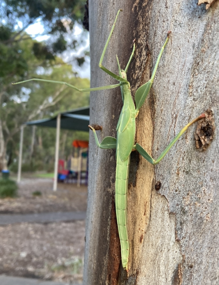 Tropidoderus from Clark Cr, Paradise, SA, AU on November 22, 2022 at 06 ...