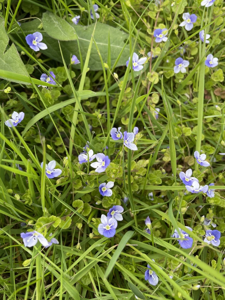 Slender speedwell from Park Road, Brierley Hill, England, GB on April ...