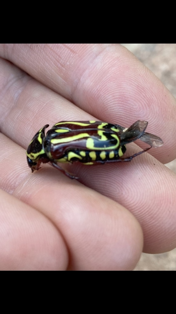 Fiddler Beetle from Thorndon Park, Paradise, SA, AU on December 22 ...