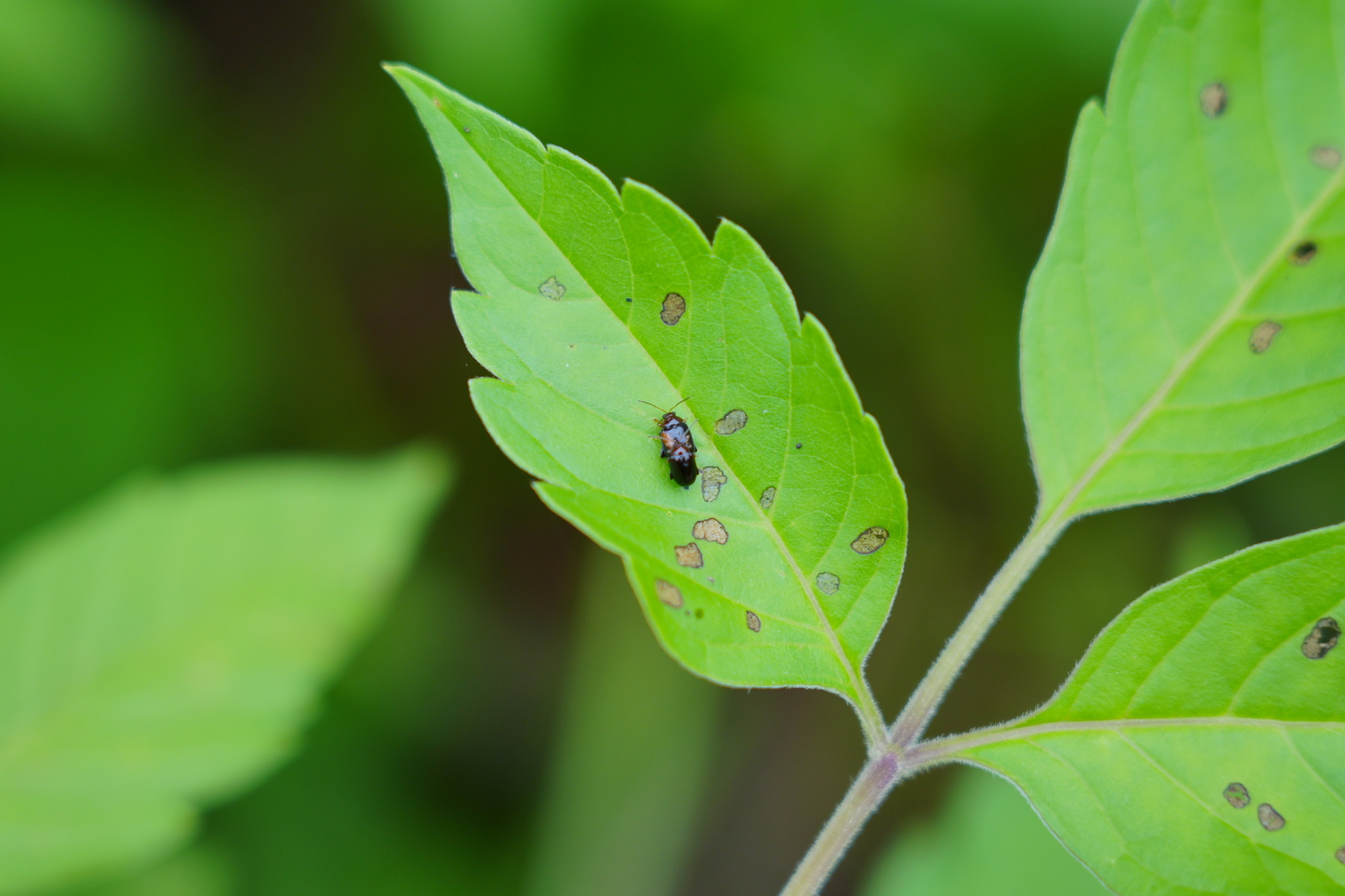 Vitex negundo var. cannabifolia (Siebold & Zucc.) Hand.-Mazz.
