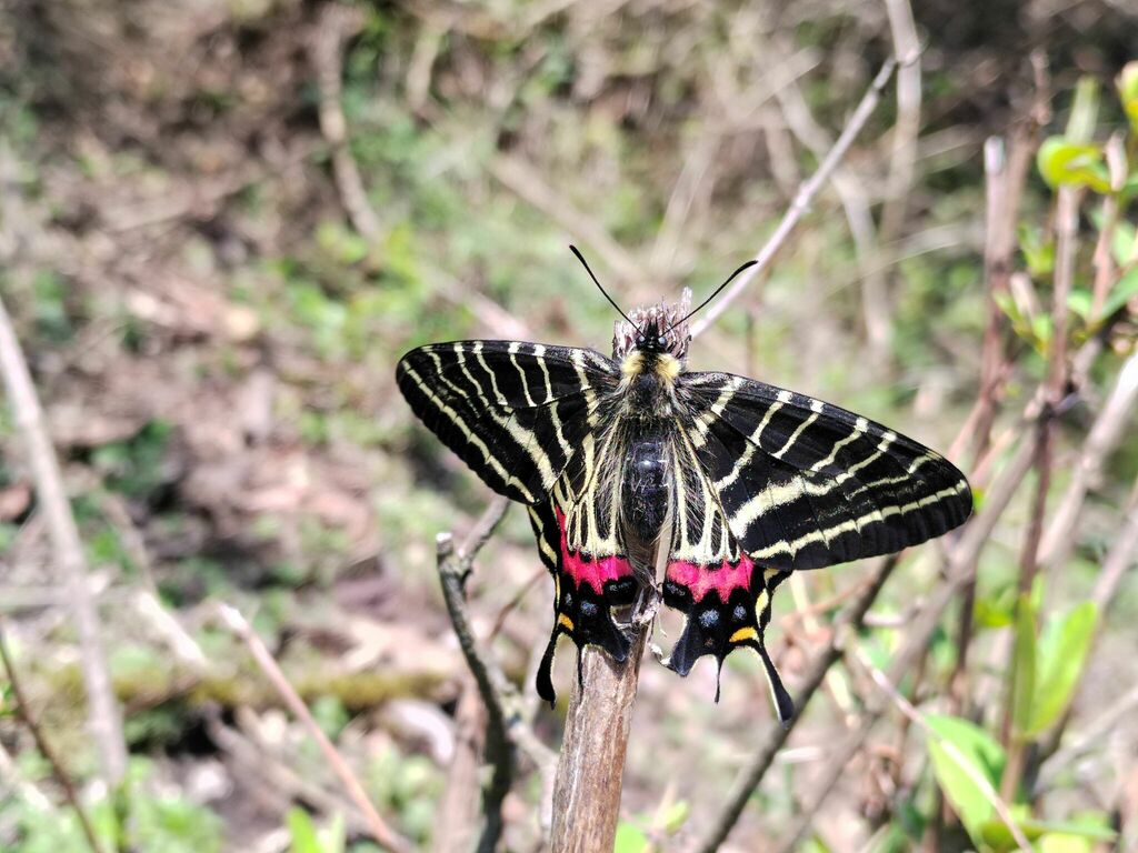 Mansfield's Three-tailed Swallowtail in April 2023 by LVDIAN · iNaturalist
