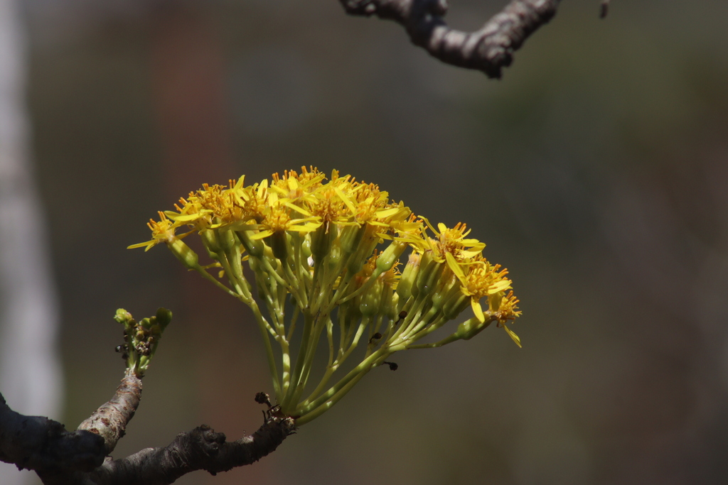 palo loco desde San Andrés Totoltepec, Ciudad de México, CDMX, México ...