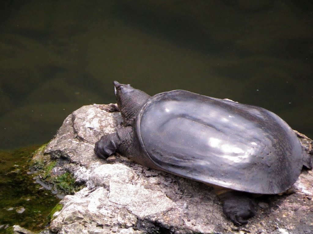 Chinese Softshell Turtle from 日本、〒181-0004 東京都三鷹市新川 on August 10, 2020 ...