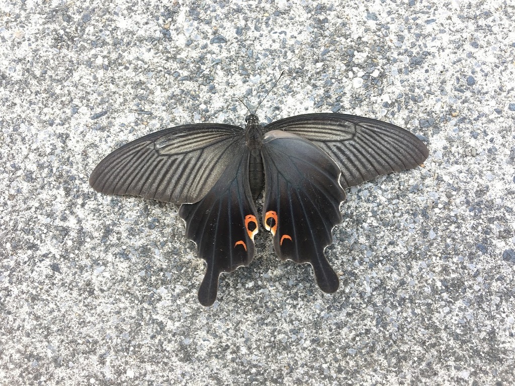 Papilio demetrius from 日本、〒180-0022 東京都武蔵野市境 on August 30, 2020 by ...