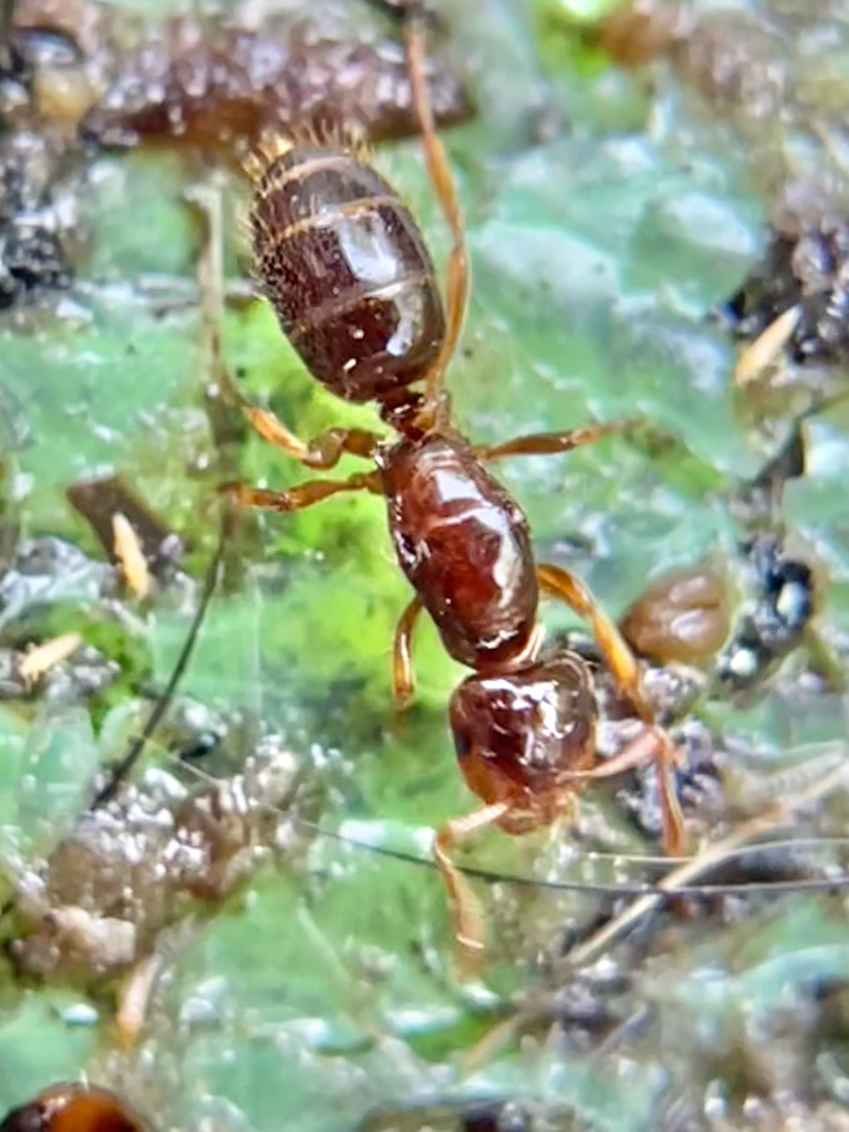 Common Citronella Ant from Knoxville on April 25, 2023 at 06:27 PM by ...