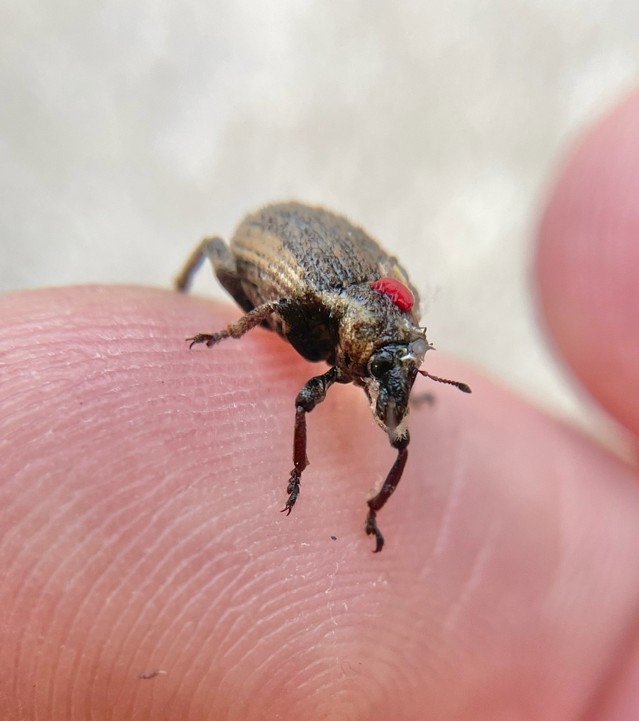 Clover Leaf Weevil from Knoxville on April 25, 2023 at 10:41 AM by ...