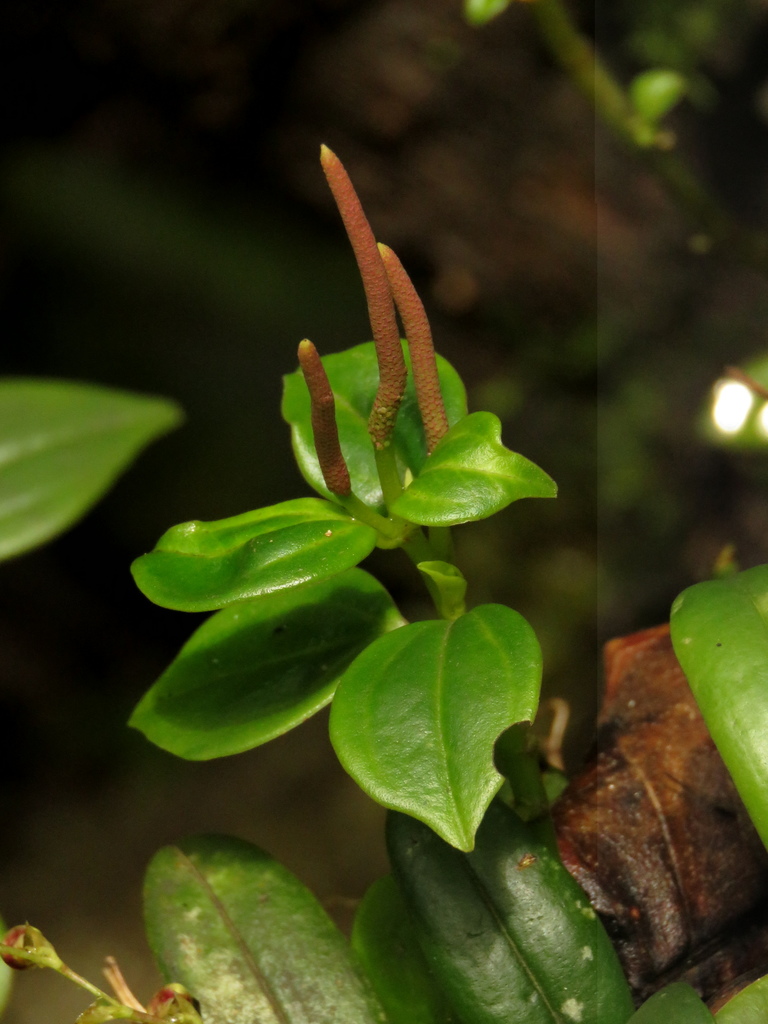 pepper plant family (Piperaceae) - Botanical Realm
