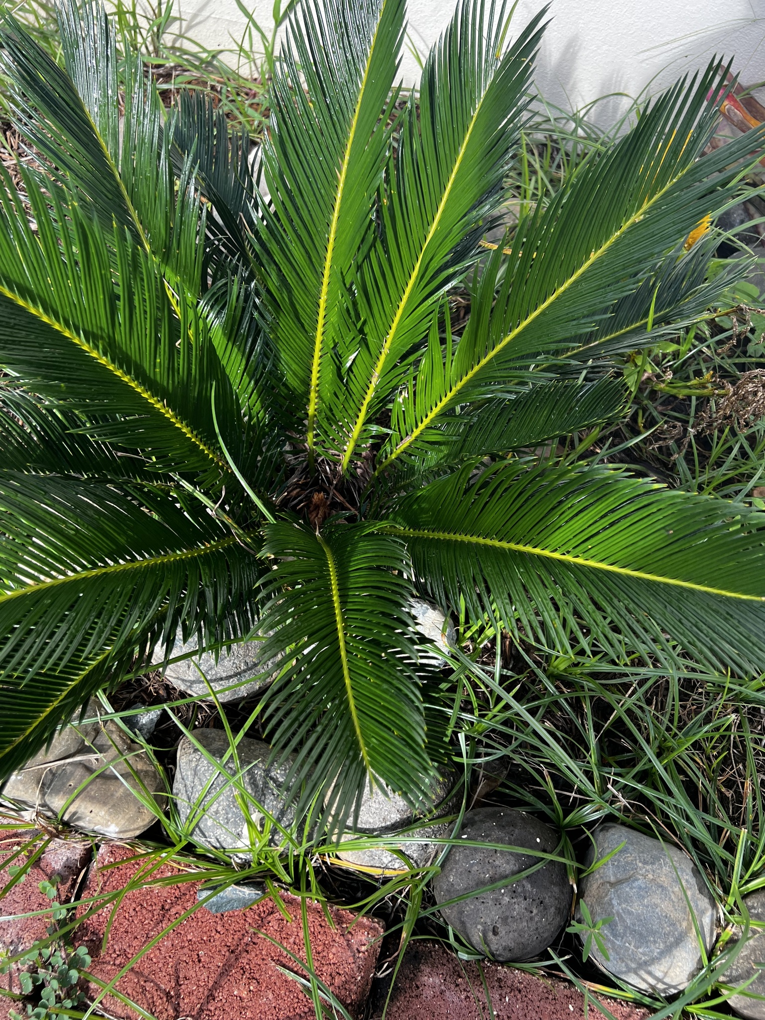 Cycas revoluta Thunb.