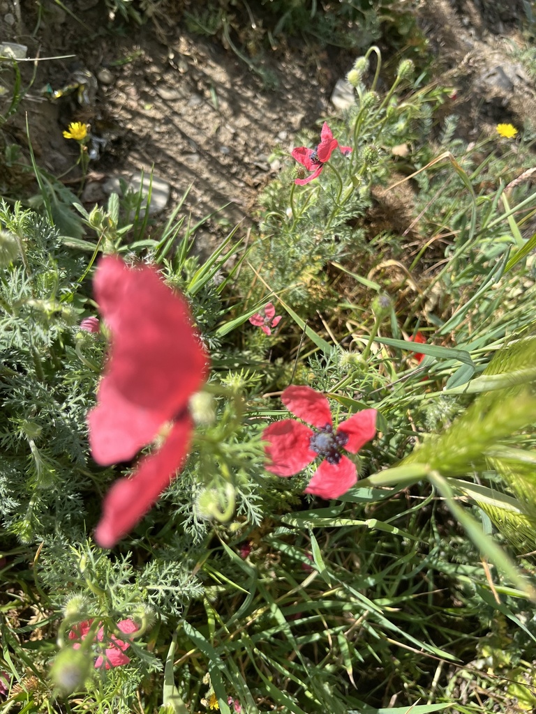 rough poppy from NA-7004, Cendea de Olza, Navarra, ES on April 26, 2023 ...