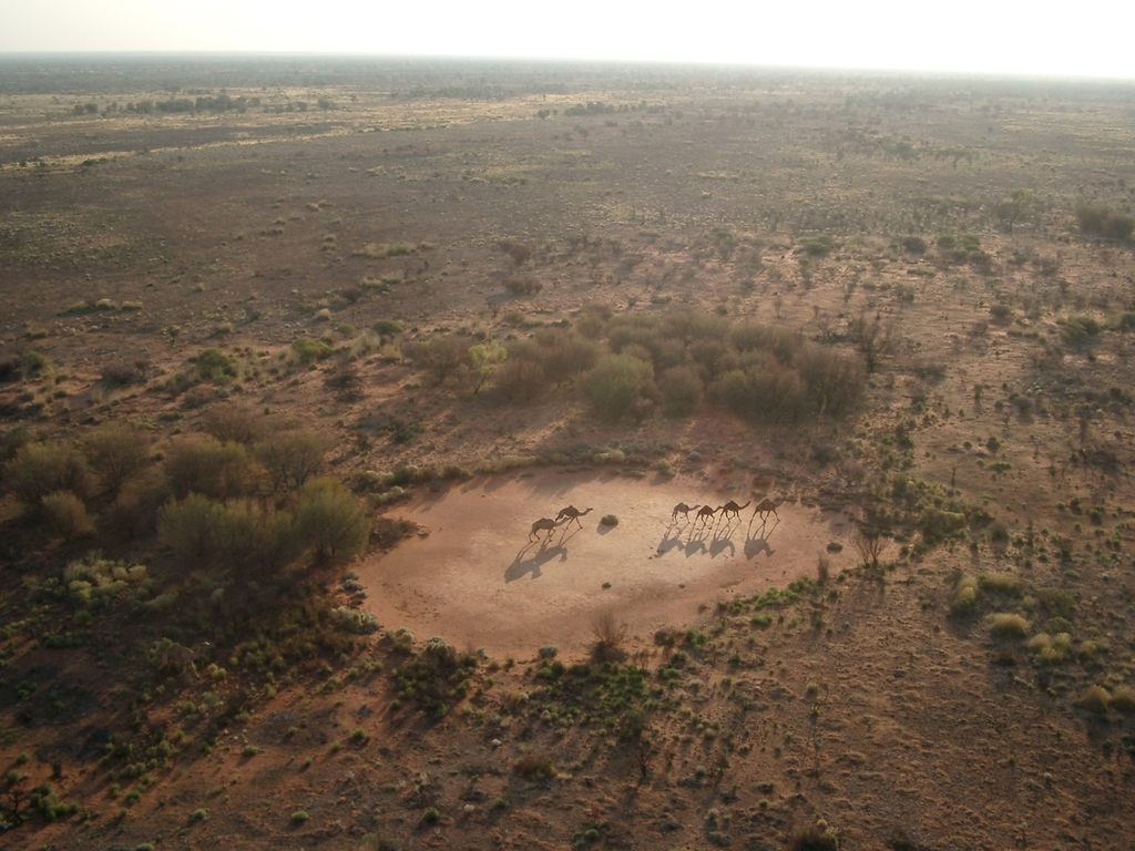 Dromedary Camel from Lake MacKay NT 0872, Australia on October 03, 2002 ...