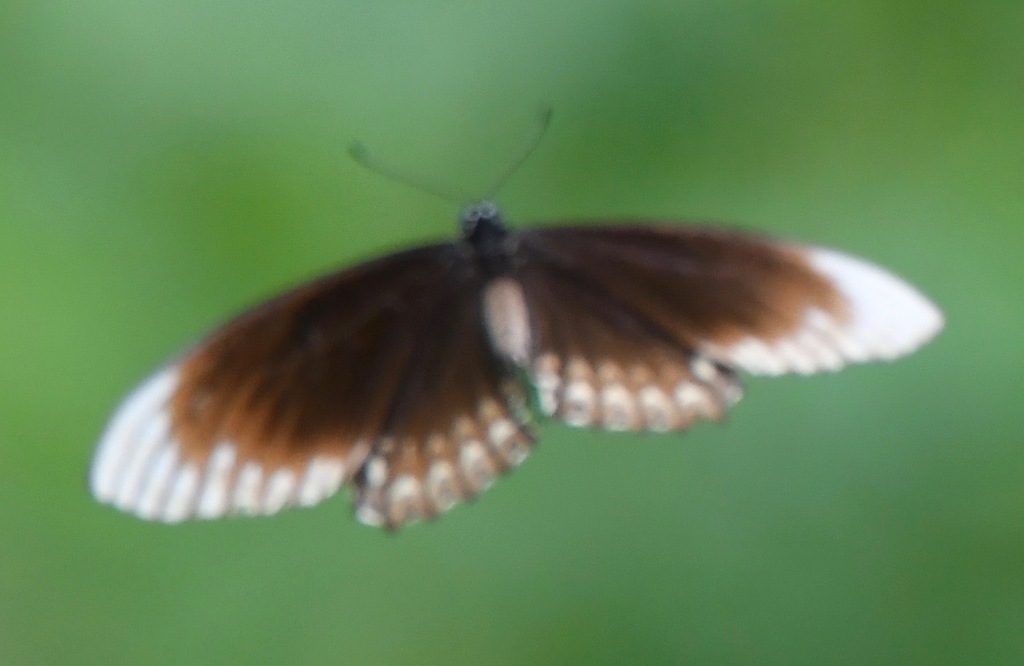 Common Mime Swallowtail from Mingaladon Twp, Yangon, Myanmar (Burma) on ...