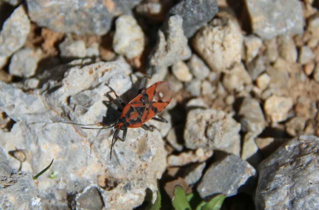 Spilostethus pandurus from Omalos Plateau, Crete, Greece on April 02 ...