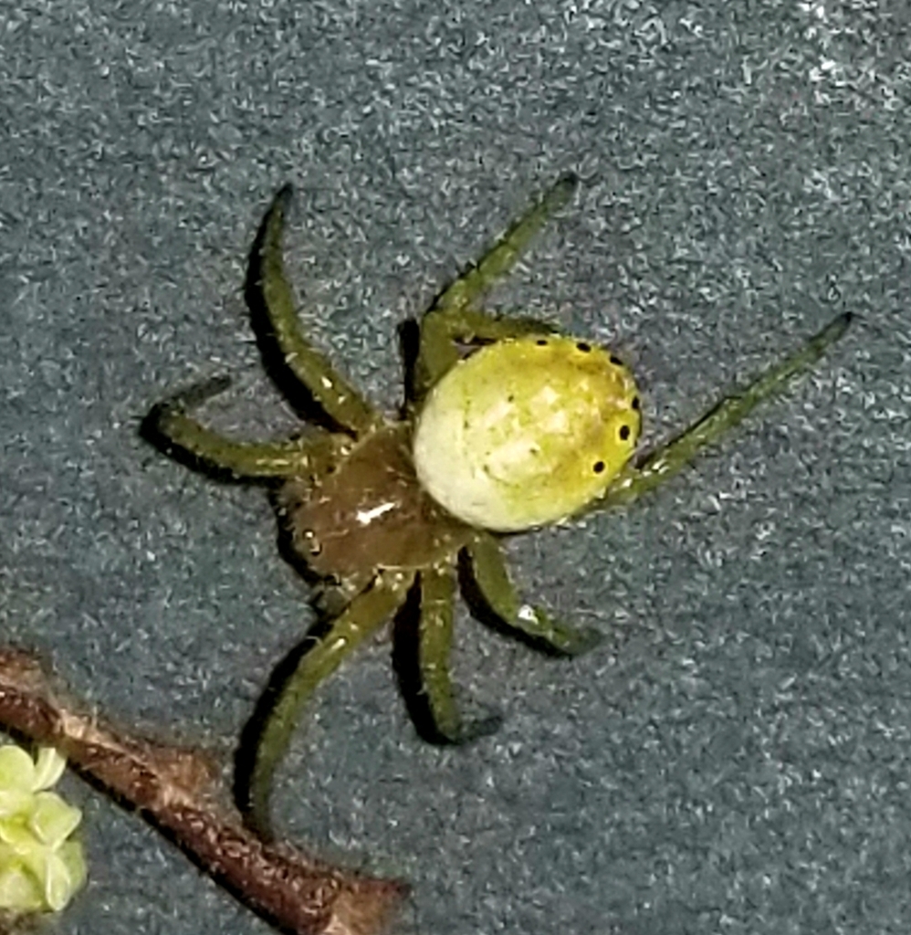 Six-spotted Orbweaver from West Nanticoke on April 25, 2023 at 06:35 PM by rkluzco · iNaturalist