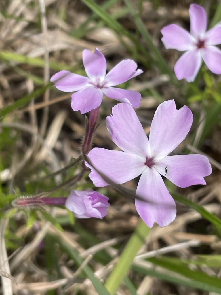 trailing phlox in April 2023 by Becky Dill. Roadside · iNaturalist