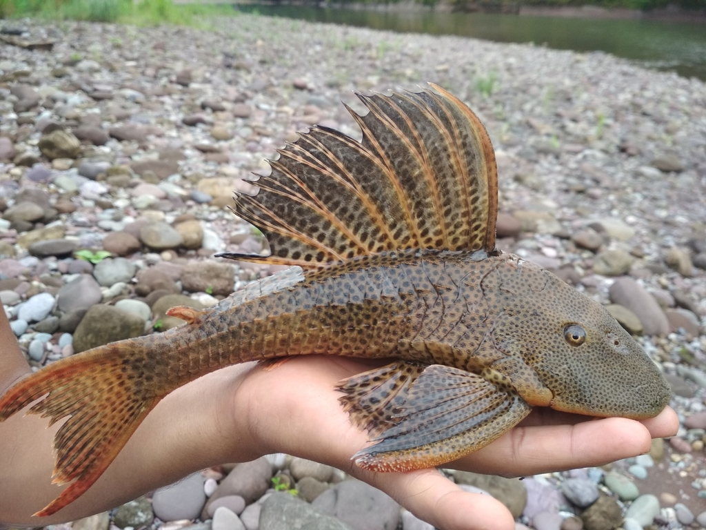 Suckermouth Catfishes from Loma Linda, Peru on October 18, 2018 at 09: ...