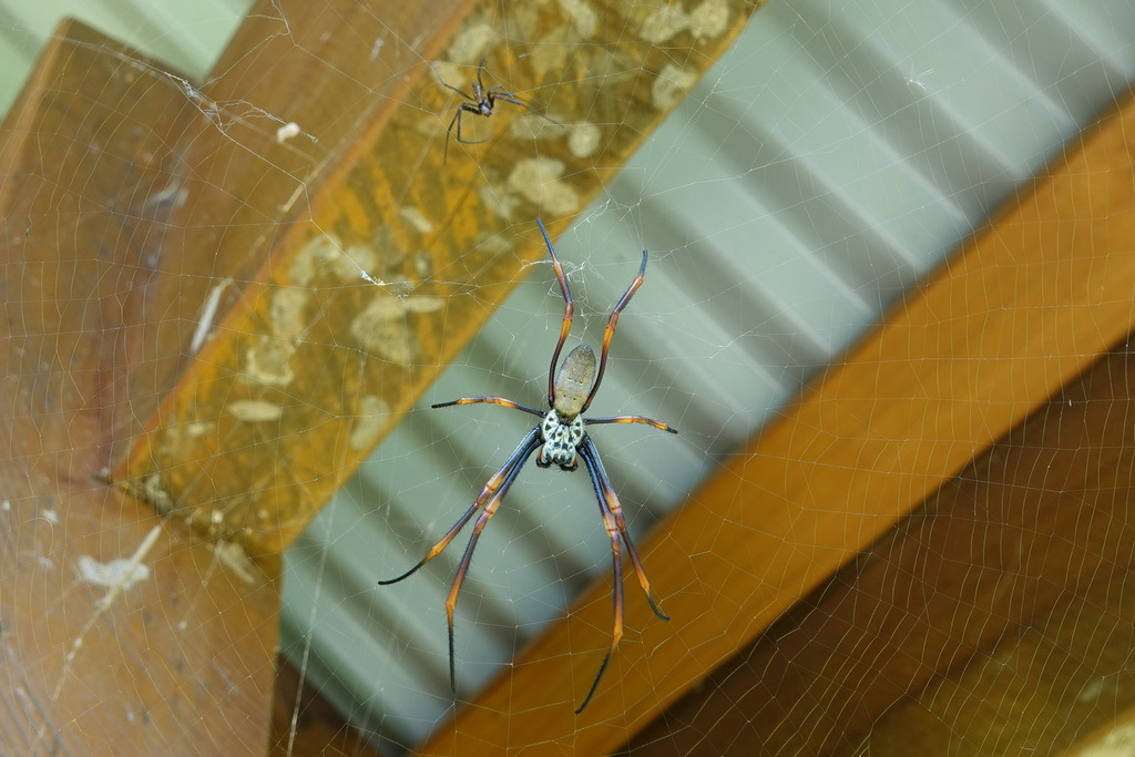 Tiger Spider from Norfolk Island on March 6, 2023 at 02:23 PM by Euan ...