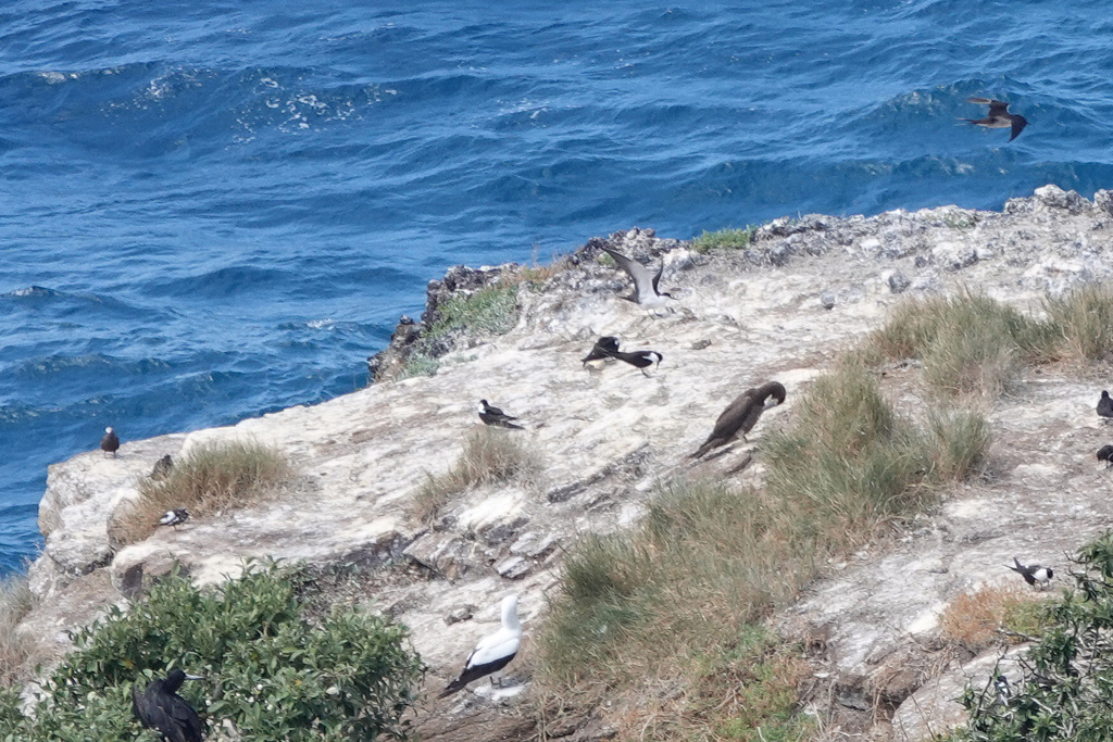 Sooty Tern from Norfolk Island on March 6, 2023 at 03:48 PM by Euan ...