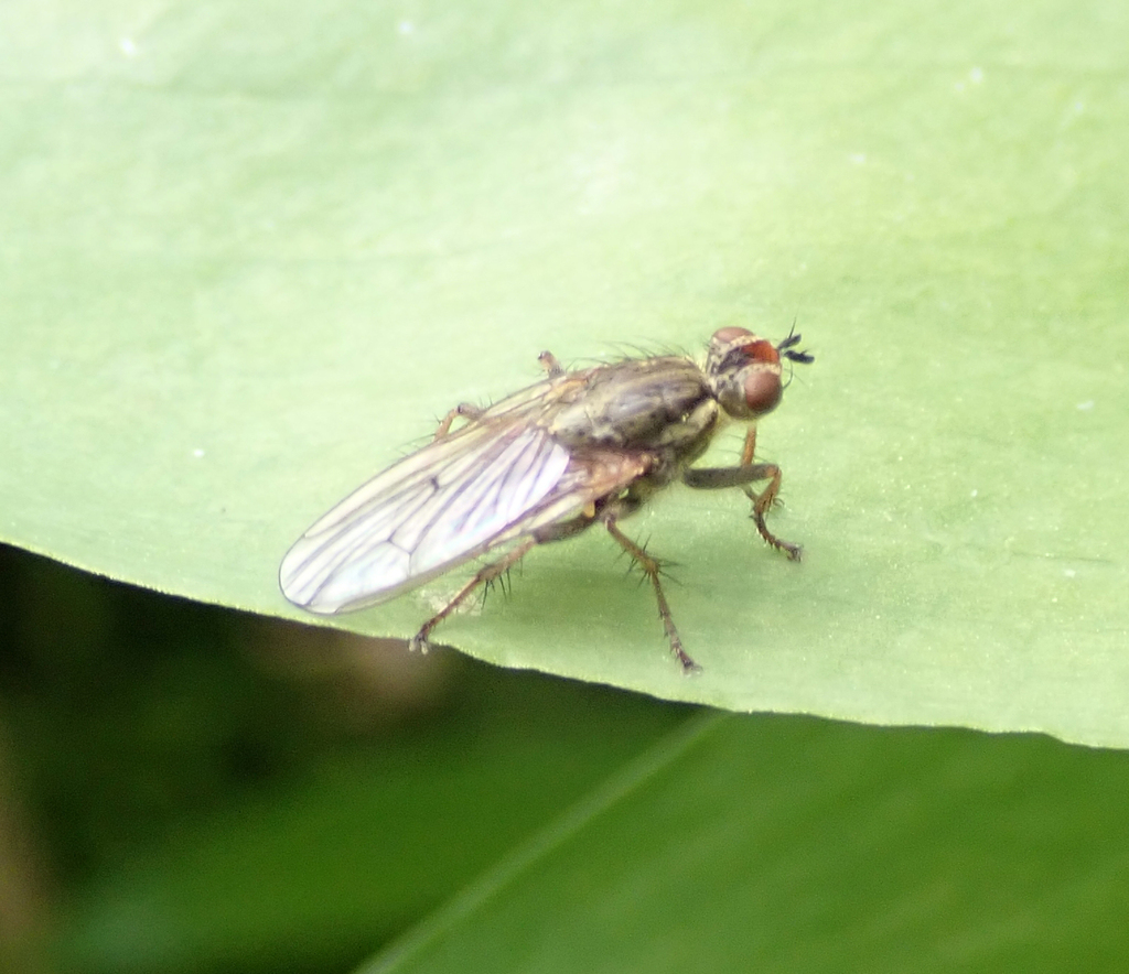 Flies from Cheshire East, UK on April 25, 2023 at 12:30 PM by A ...