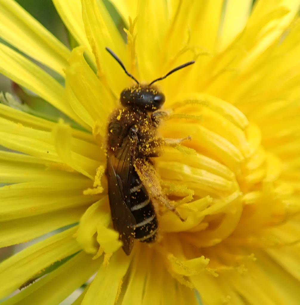 Furrow Bees from Poynton, Stockport, UK on April 25, 2023 at 12:36 PM ...