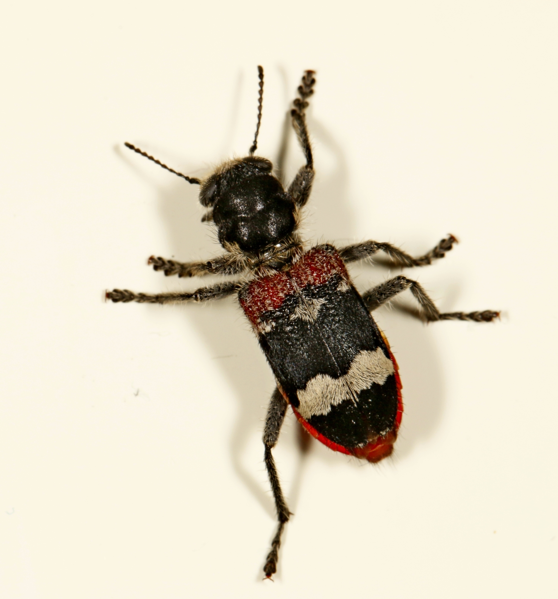 Clerus mutillarius Fabricius, 1775