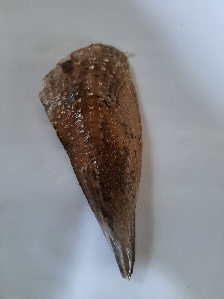 Half-naked Pen Shell from Florianópolis - State of Santa Catarina ...