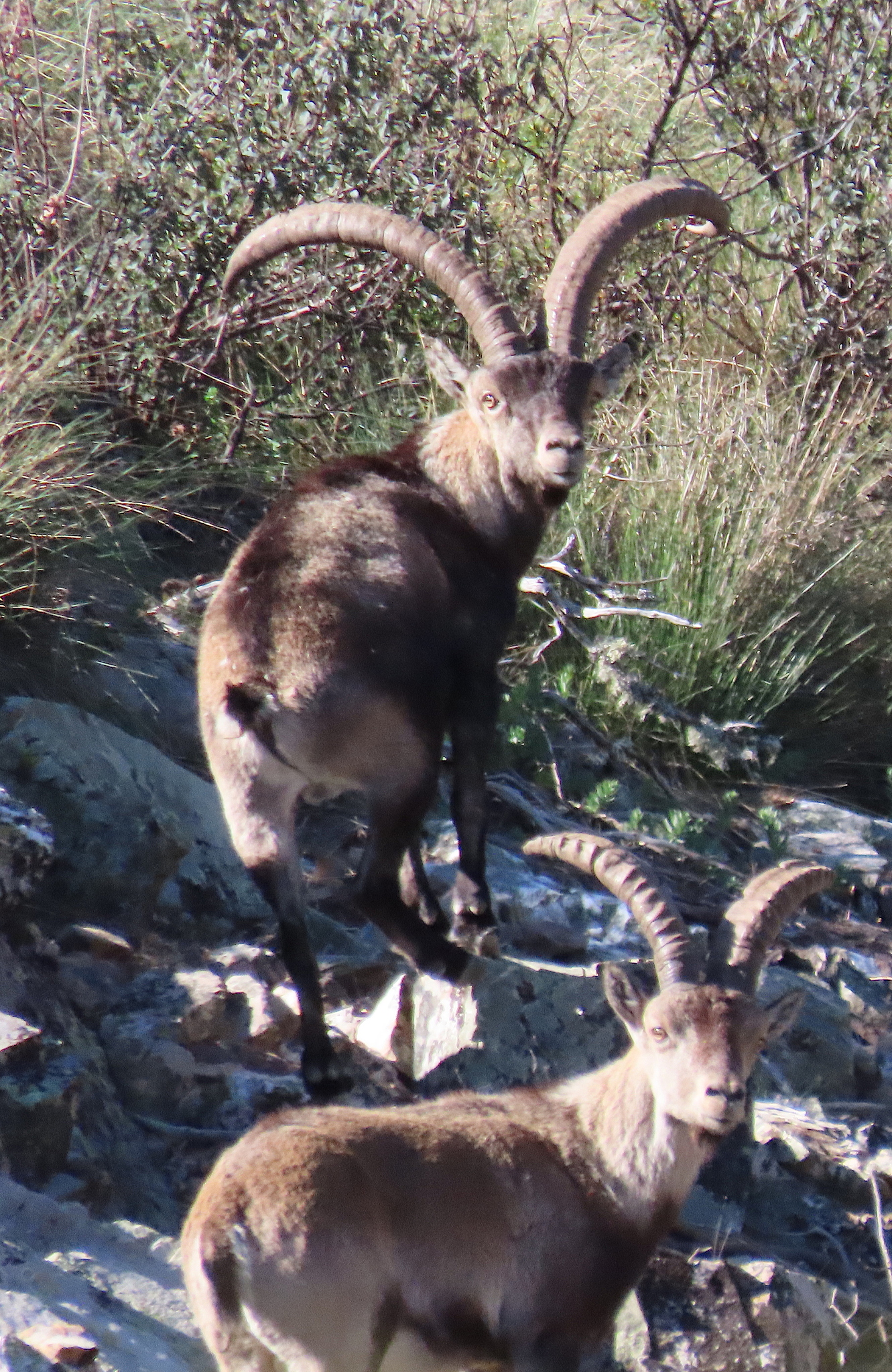 Capra pyrenaica victoriae Cabrera, 1911