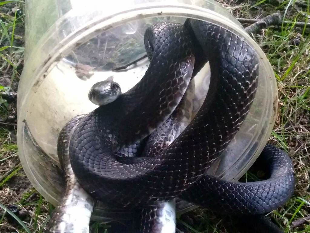 Eastern/Gray Ratsnake Complex from Crawford County, PA, USA on August ...