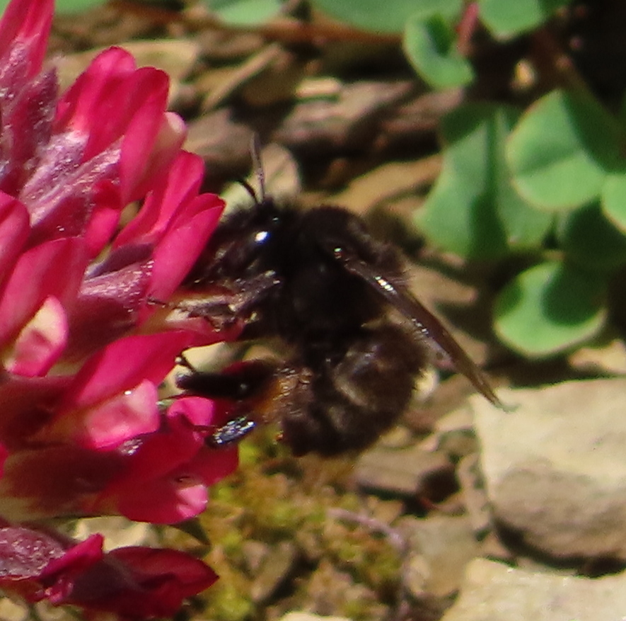 Common Digger Bees from Epirus, Greece on April 26, 2023 at 12:07 PM by ...
