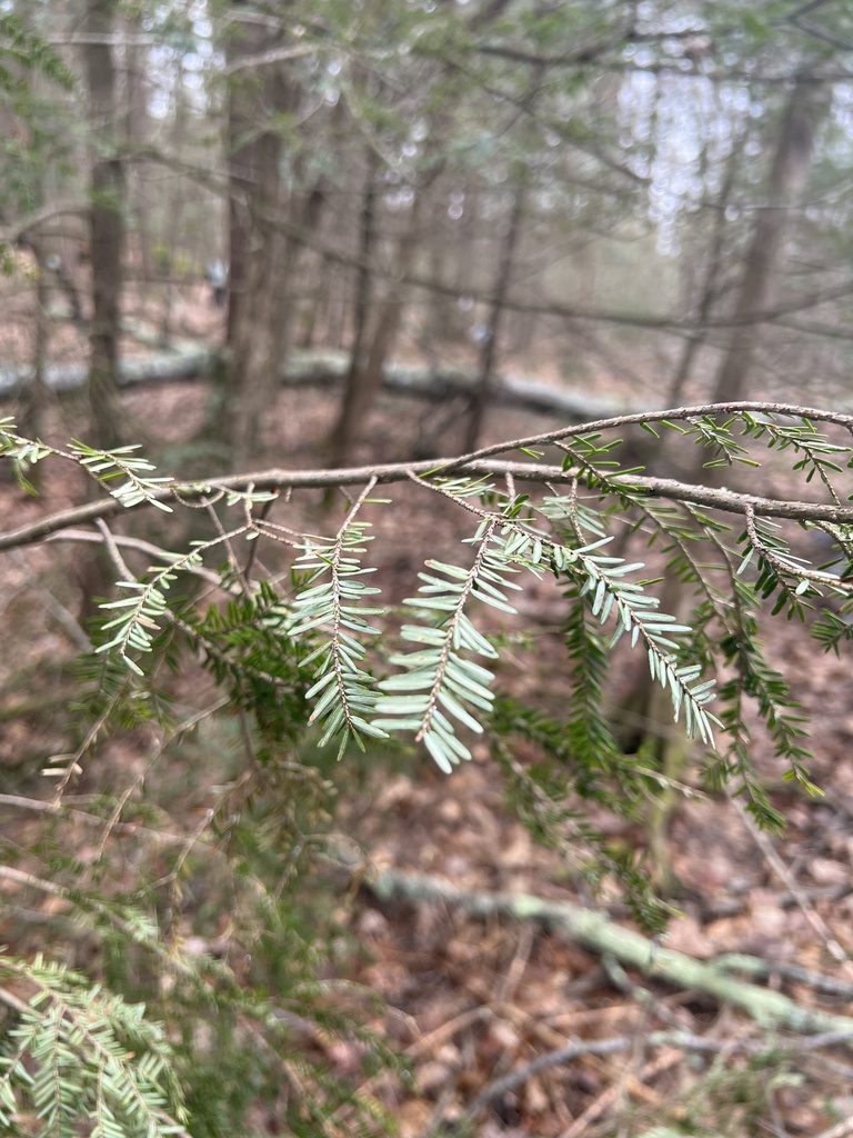 eastern hemlock from University of New Hampshire, Durham, NH, US on ...