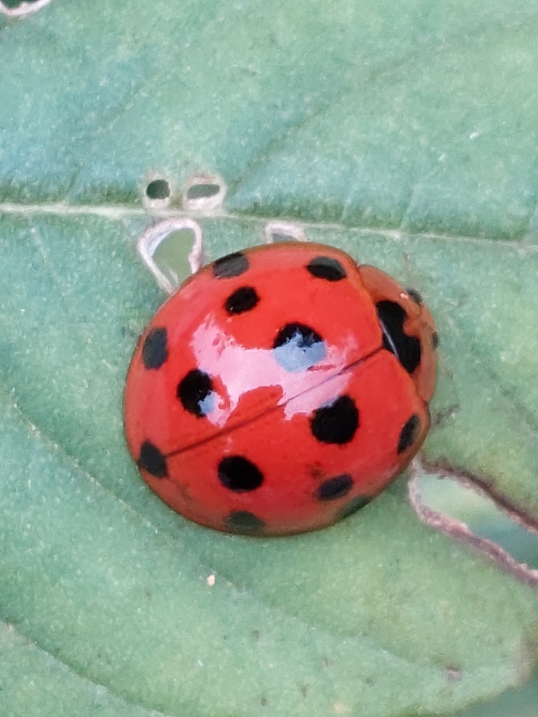 Greater Asian Lady Beetle from 643台灣雲林縣林內鄉湖本村 on April 26, 2023 at 04: ...