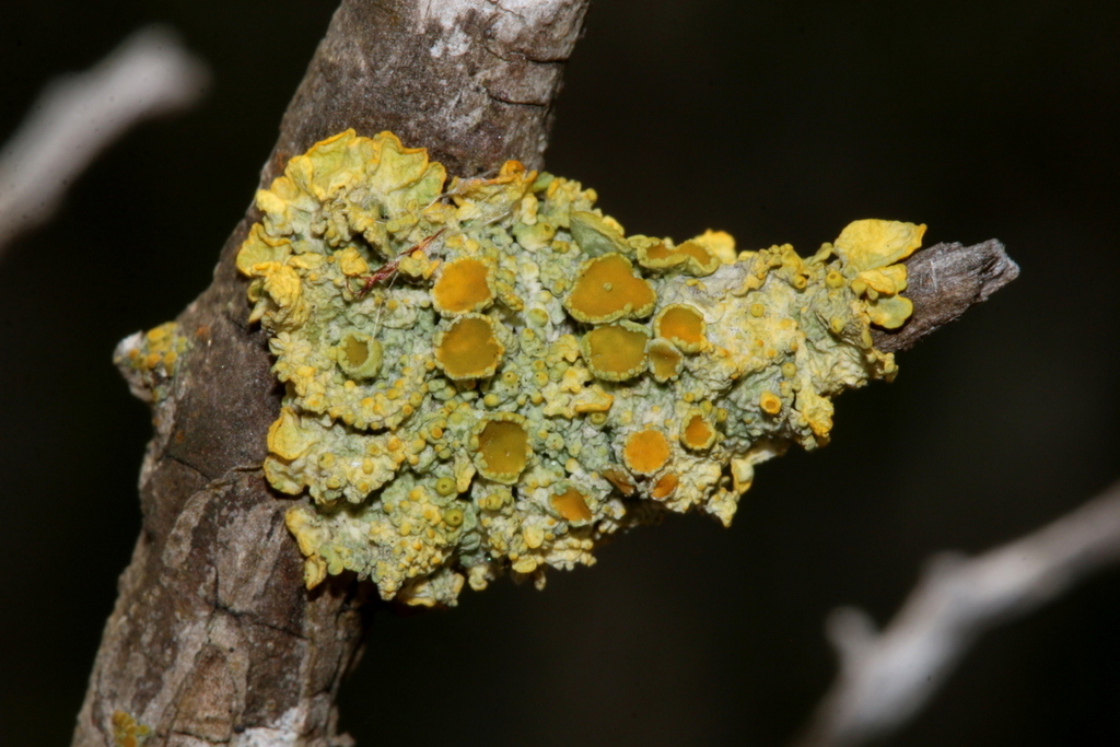 Common Sunburst Lichen from Bellville, Cape Town, South Africa on April ...