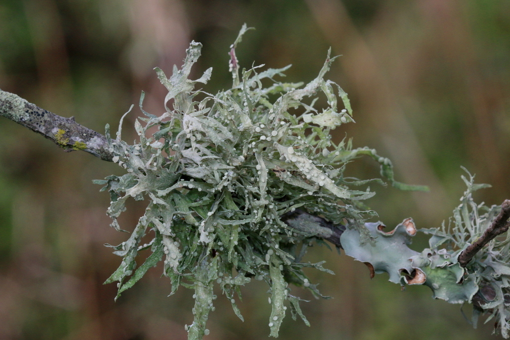 bushy lichens from Bellville, Cape Town, South Africa on April 24, 2023 ...