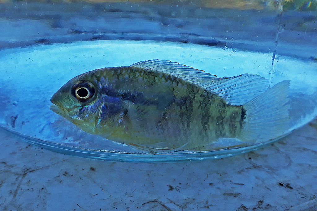 Banded Acara (Bujurquina vittata) - Marine Life Identification