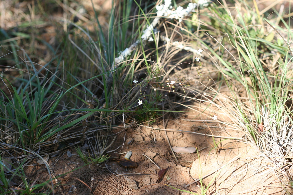 River Spookasem from Sarah Baartman District Municipality, South Africa ...