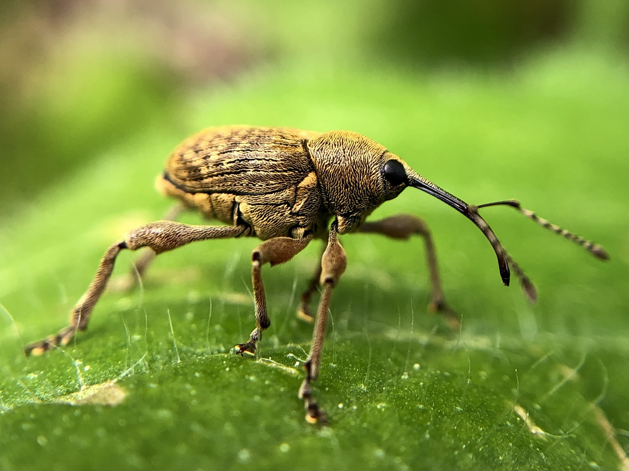 Curculio nucum C.Linnaeus, 1758