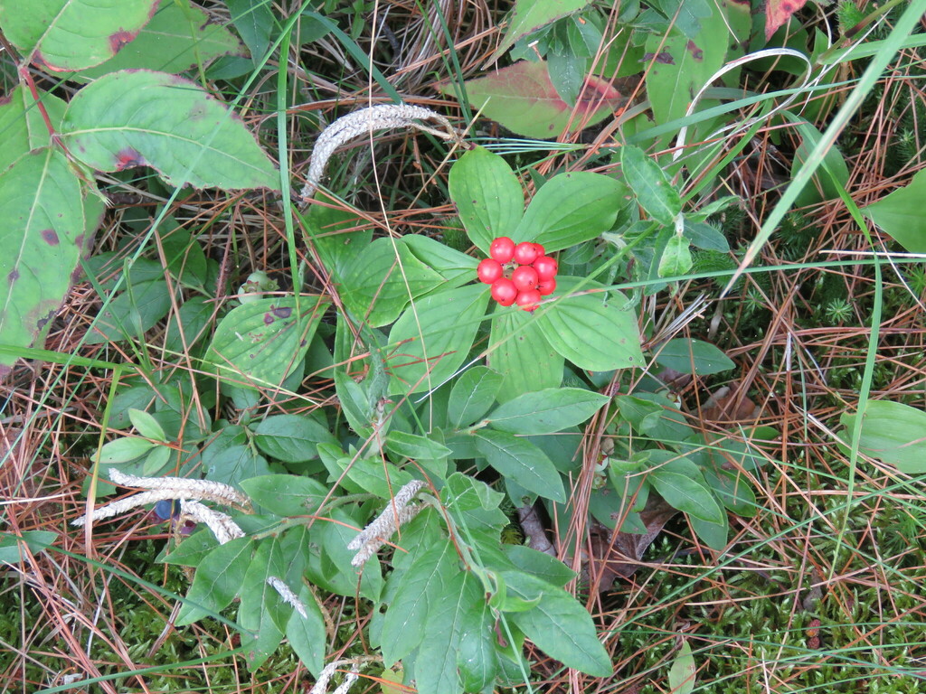 Canadian bunchberry from Knapp Pond Rd, Cavendish, VT 05142, USA on ...