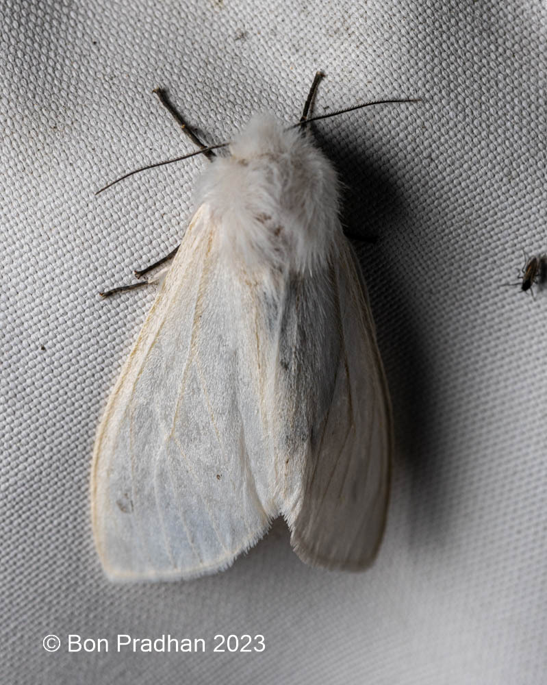 Tiger Moths and Allies from Darjeeling town, Gandhi Road, Darjeeling ...
