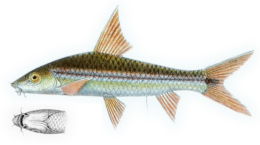 (Crossocheilus cobitis) - Marine Life Identification